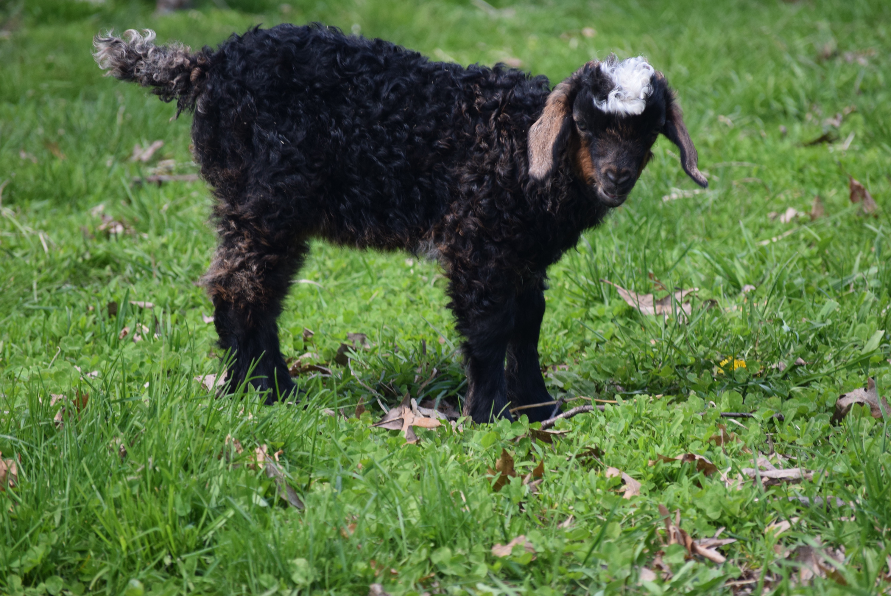 Spotting on agouti patterns – Colored goats