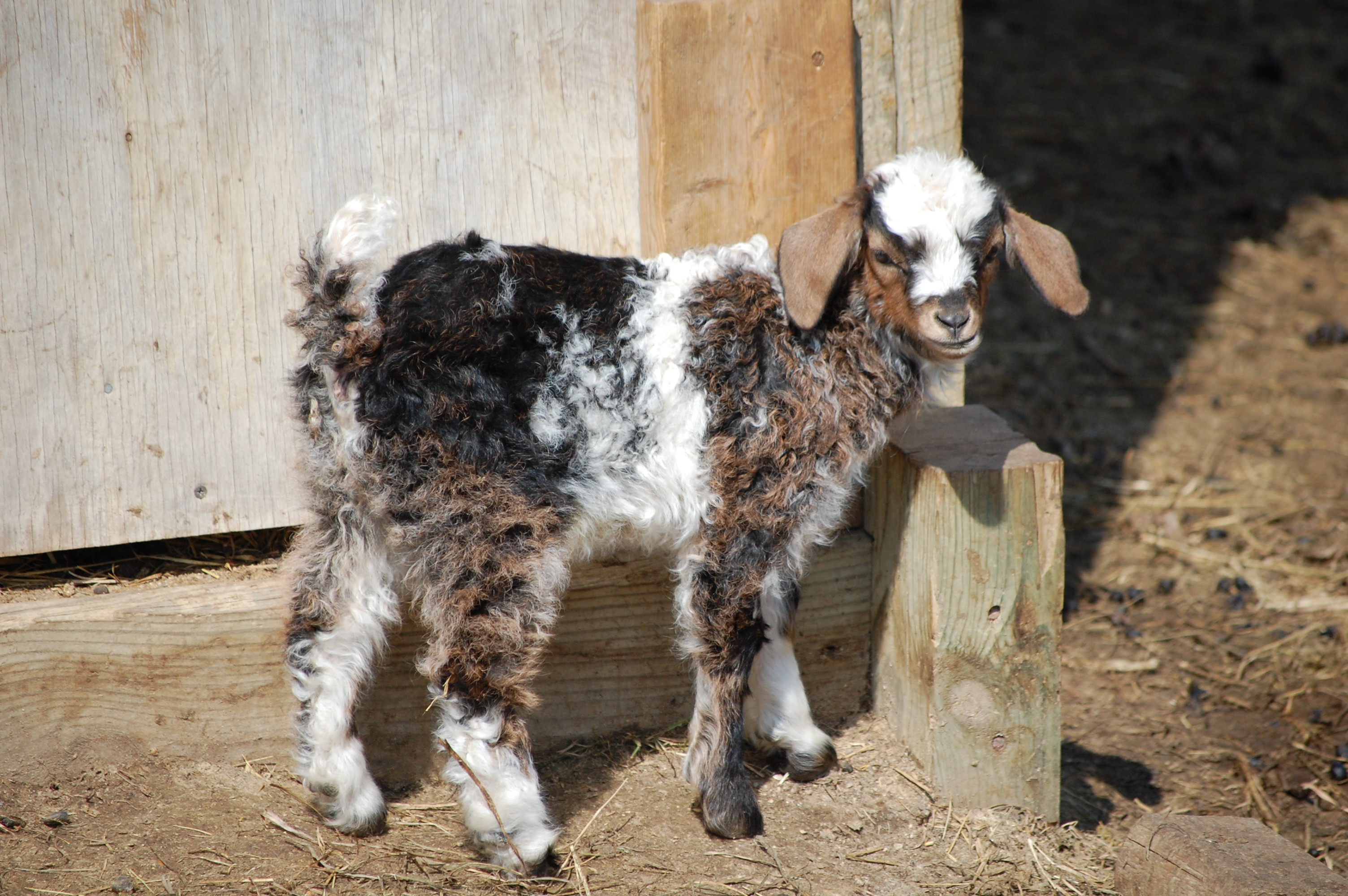 Spotting on agouti patterns – Colored goats