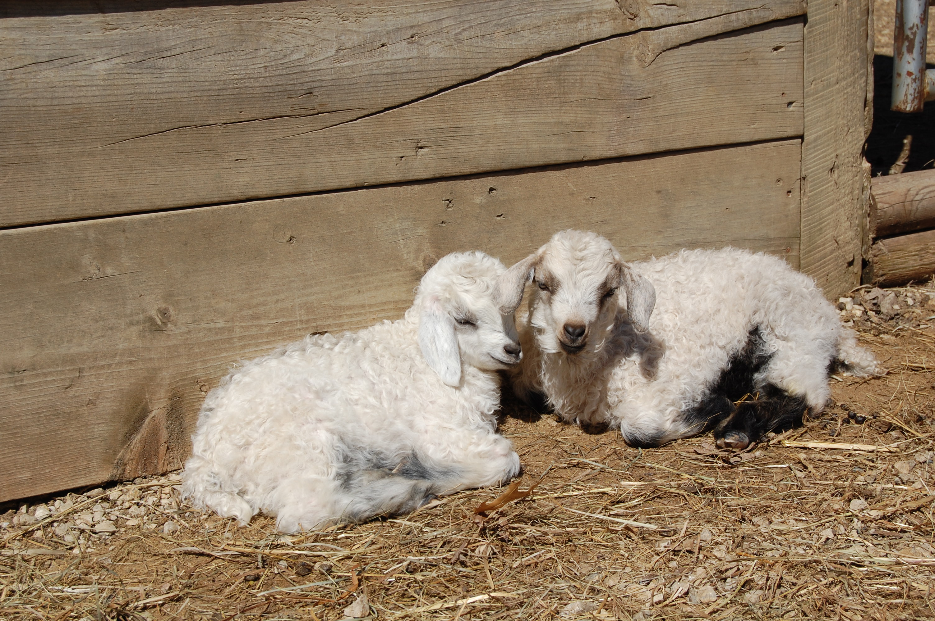 The Color Gray – Colored goats